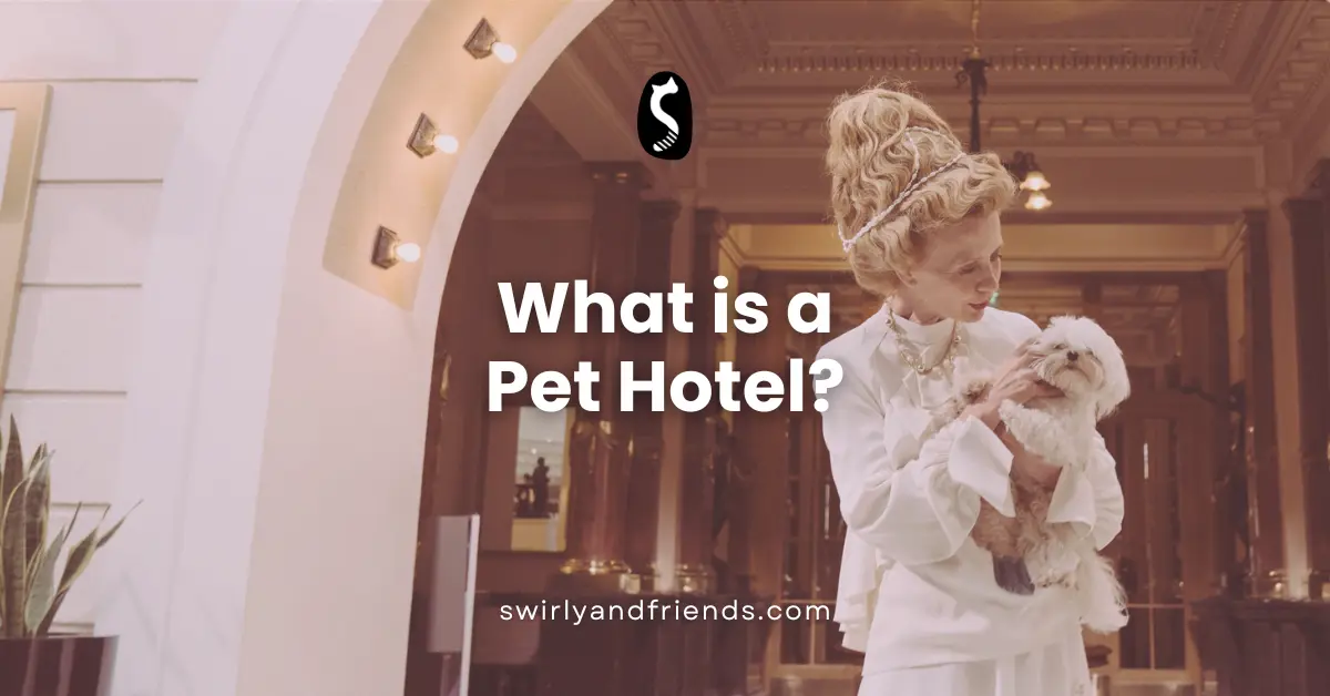 What is Pet Boarding? | Swirly and Friends